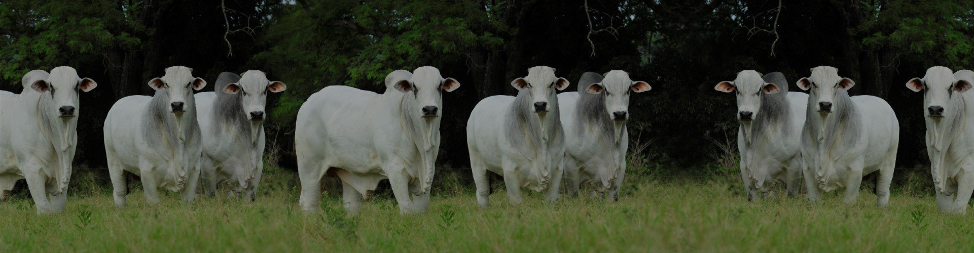 Posistac® - Phibro Saúde Animal