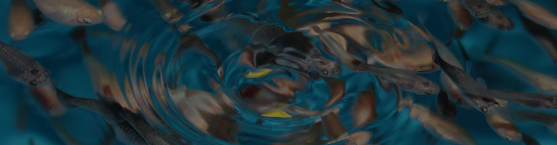 PAQ-Gro® - Phibro Saúde Animal