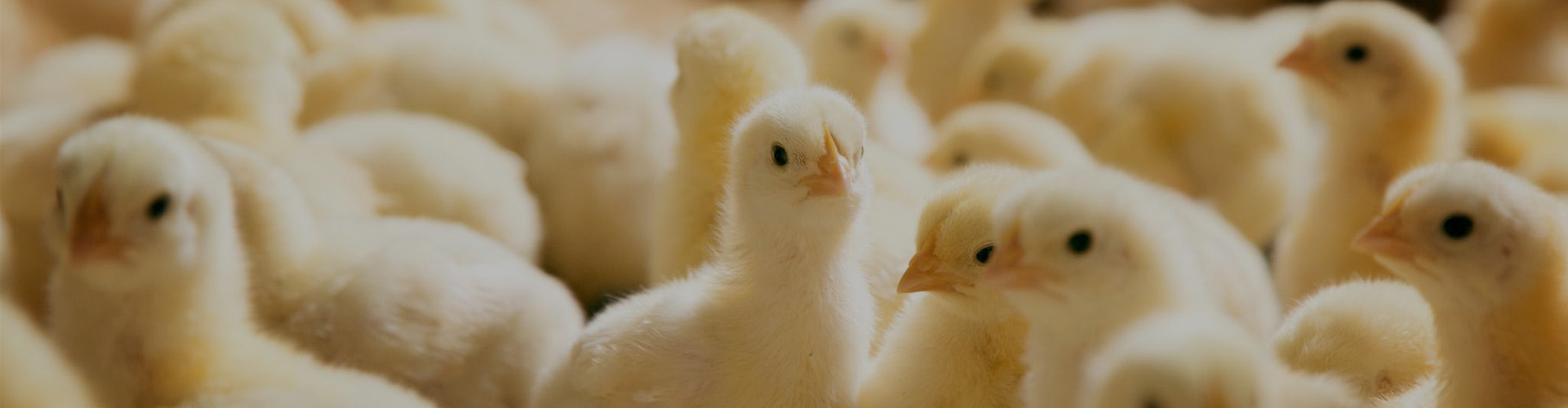 TM® 700 - Phibro Saúde Animal