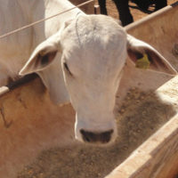 Phibro Saúde Animal - Phibro Salud Animal