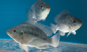 PAQ-Gro® - Phibro Saúde Animal