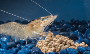 PAQ-Gro® - Phibro Saúde Animal